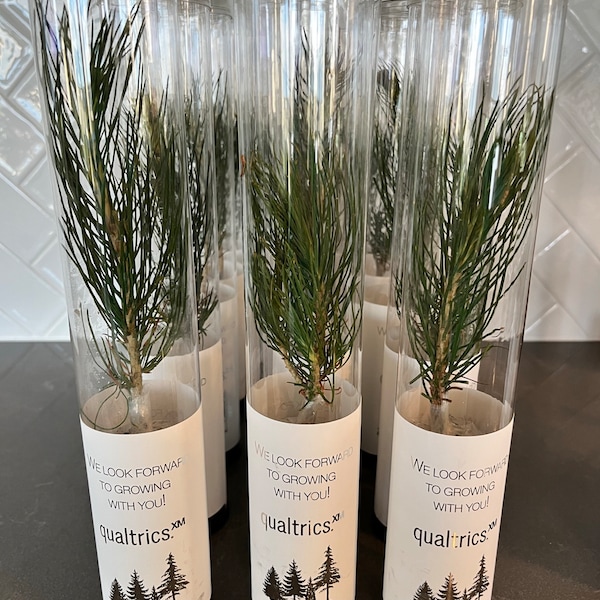 Let Love Grow Wedding Favor | Pine Seedling Wedding Favor | Gift Tree ...