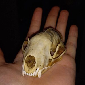 10 Deer Distal Phalanx Bones Phalanges Knuckle Bones - Etsy