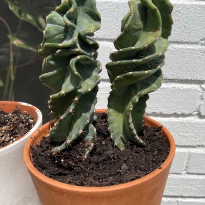 Twisted Cactus Large Rare 9 Long Tie Twisted Unique - Etsy