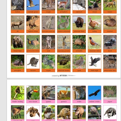 JUNGLE ANIMALS POSTER Montessori Poster Montessori Educational ...