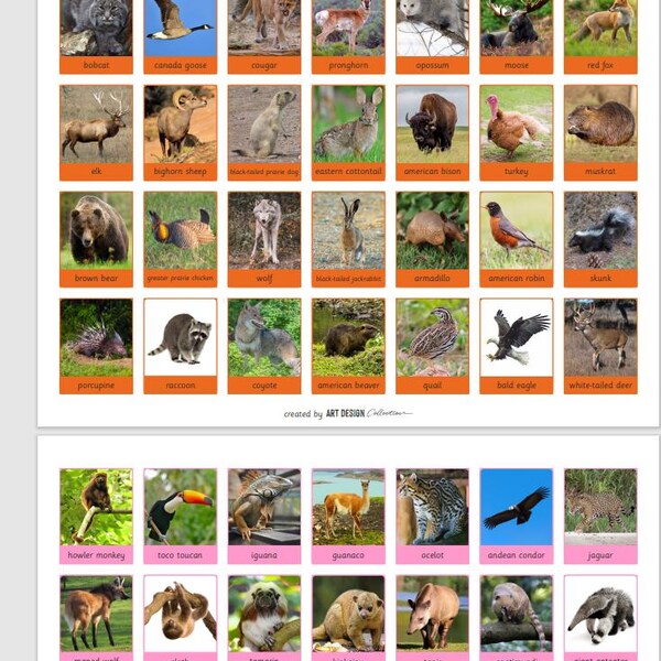 HUMAN BRAIN (brain Parts - Brain Functions) • 32 Editable Montessori ...