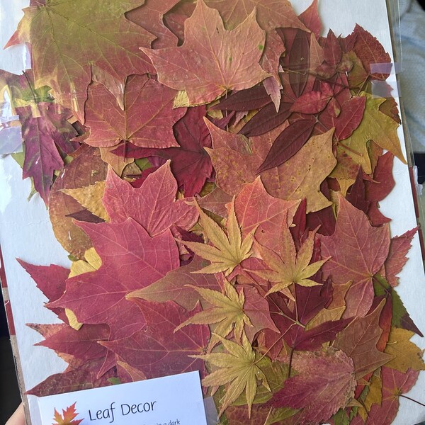 Real Autumn Leaves, 50+, Pressed Fall Decor, Dried Leaves, Economical ...
