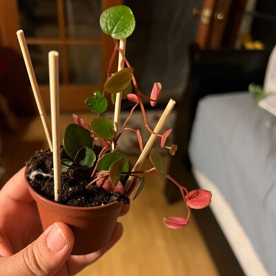 Peperomia Ruby Cascade Trailing Peperomia Trailing Plant - Etsy