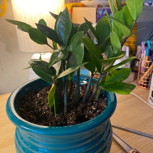 Succulent Planter / Azalea Pot / Ceramic Succulent Pot / | Etsy