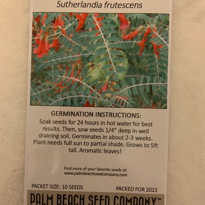 Cancer Bush Seeds sutherlandia Frutescens Packet of 10 Seeds Palm Beach ...