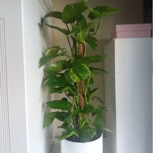 Large Dragon Tree in Pot Evergreen Floor Plant | Etsy UK