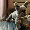 French Bulldog Puppy Knitting Pattern. Little Knitted Realistic Dog ...