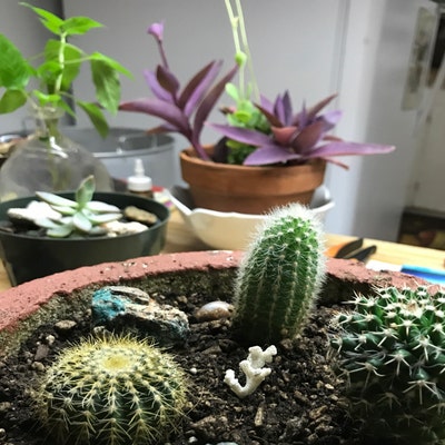 Cactus Gift Box, Box of 6 - Etsy