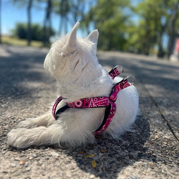 Banjo Dog Collar, Harness or Leash With Personalized Engraved Buckle ...