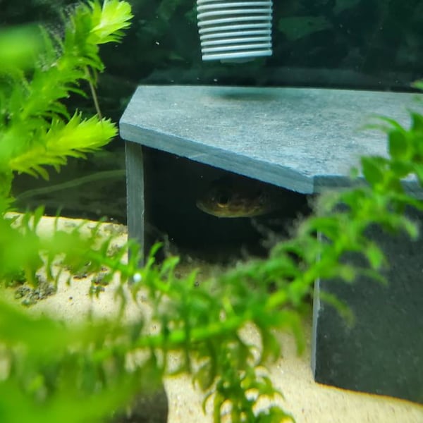 Slate Cave Hide 6x6x3.5" Bottomless for Fish, Snake, Reptile, Turtle ...