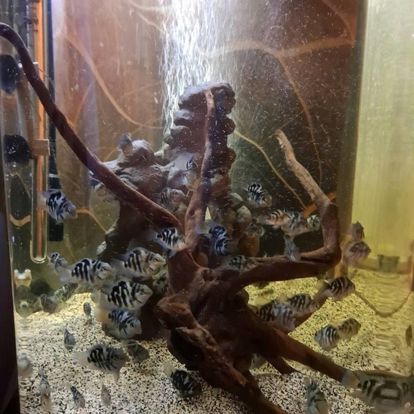 Gold Lined Glass Stone Red Blue Water Underwater 10mil Polyester Fish ...