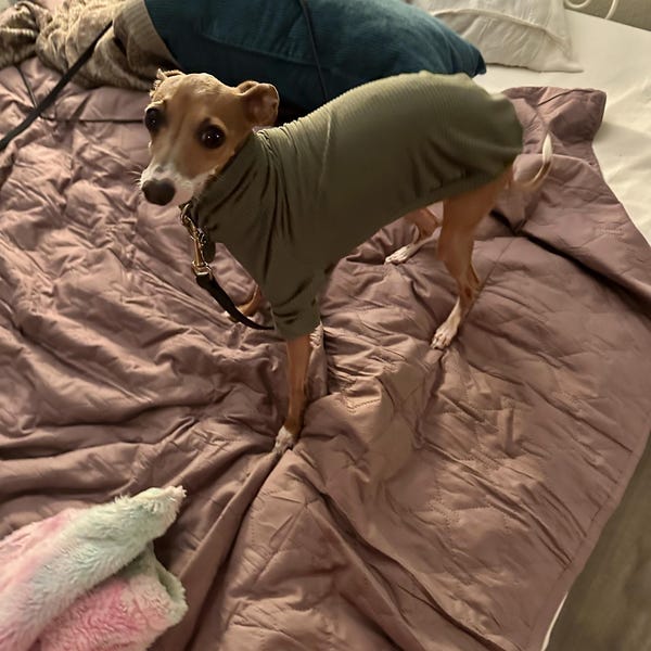 Italian Greyhound Rib Knit Pjs - Etsy