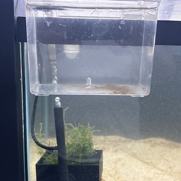 Egg Collector for Cpds, Danios, Tetras and Rasboras - Blake's Aquatics ...