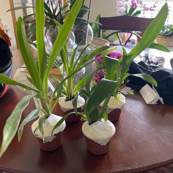 Zygopetalum Debbie De Mello 'honolulu Baby' AM/AOS. Fragrant, Orchid ...