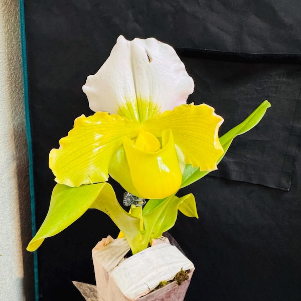 Rlc. Sung Ya Green 'mailman' 2.5 Pot - Etsy