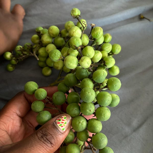 Fresh Whole Burdock Root, Gobo Root - Cannot Ship to CA, HI - Etsy