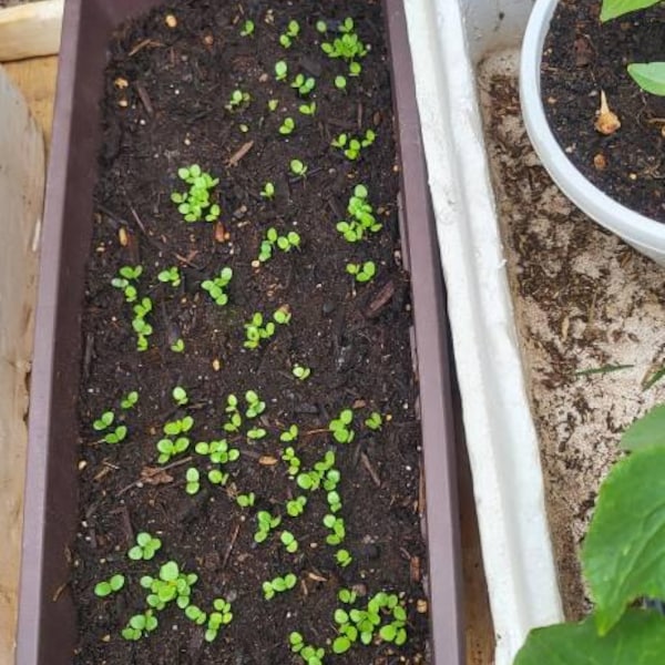 LARGE PACKAGE 300+ Seeds| Garlic Chive Seeds |asian Herb Organic | 韭菜 ...