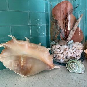 Rubber Ice Cap Miller Rubber Sundries Ice Cap 251 Oval - Etsy