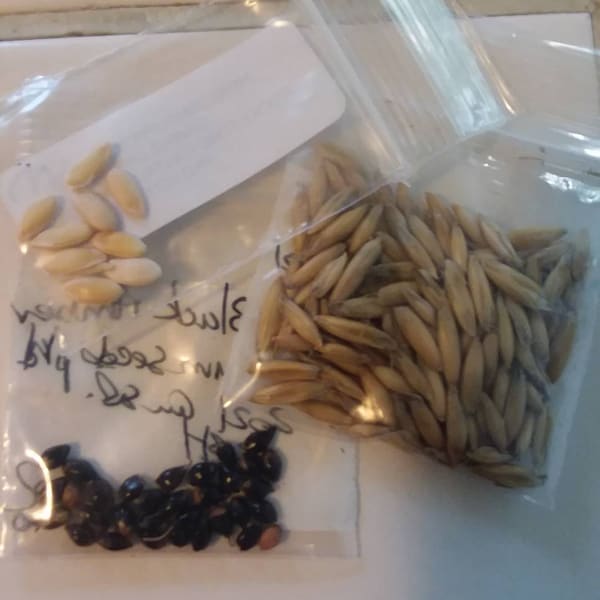 Heirloomsupplysuccess Black Amber Sorghum Seeds - Etsy