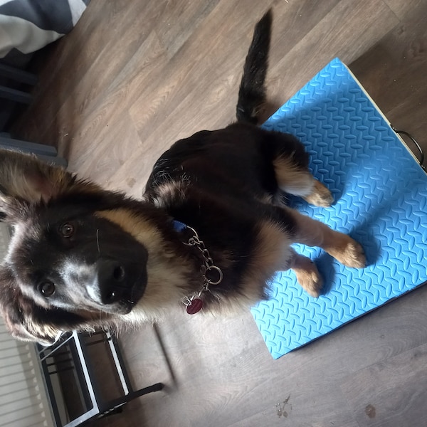 Dog Training Pivot Box and Place Board 2 Piece Bundle for Dog Agility ...