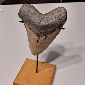 Extra Large Megalodon Shark Tooth Stand Shark Teeth Stand Custom Metal ...