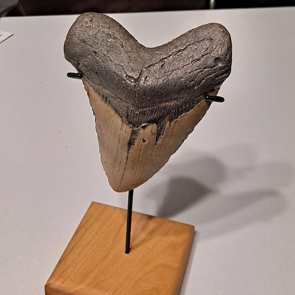 Extra Large Megalodon Shark Tooth Stand - Shark Teeth Stand Custom ...