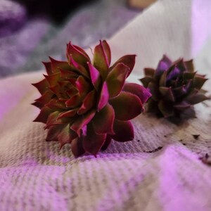 Ajuga Feathered Friends fierce Falcon Plant in 3 1/2 Pot Perennial ...