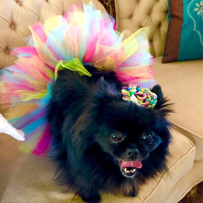 Rainbow Dog Tutu, Dog Tutu, Puppy Tutu Skirt, Dog Halloween Costume ...