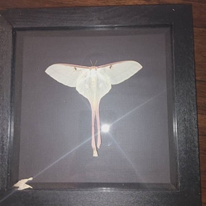 Real Rare Kaiser-i-hind Swallowtail Butterfly Framed Taxidermy ...