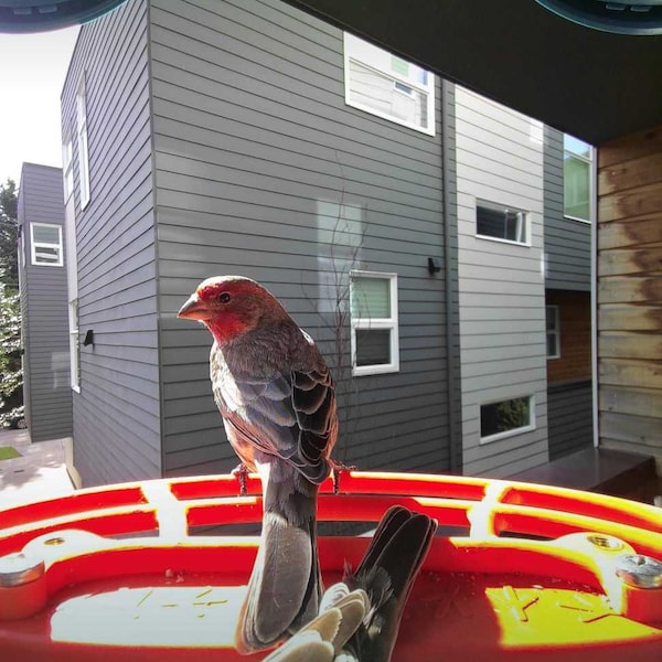 Deluxe Double Perch Add-on With Screw Mounts for Suet Ball & Bird Buddy ...