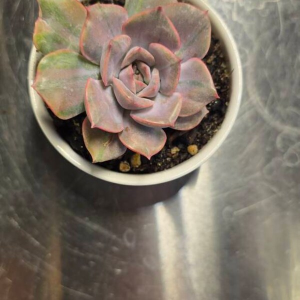 Haworthia Picta Metallic Red - Etsy