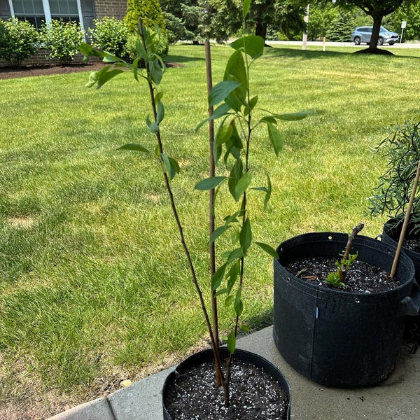 Delaware Seeded Grape Plant デラウエア 玫瑰露葡萄 - Etsy