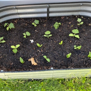 20 DUA GANG Dua Bo Asian Yellow Stripe Melon Conomon Seeds - Etsy