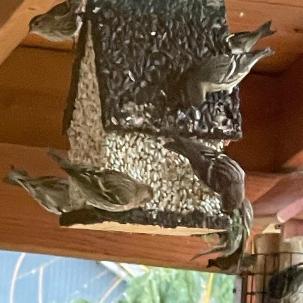 Edible Bird Home, Birdseed Birdhouse, Bird Seed House, Handmade Bird ...