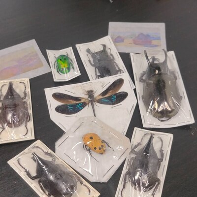 25, 50, 100 A Grade Real Butterfly Wings, Wings for Crafts, Laminated ...