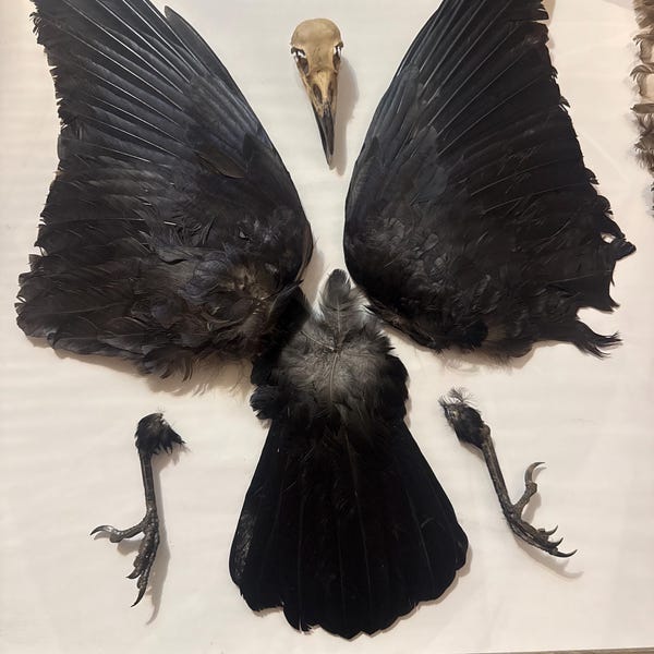 Genuine Preserved Crow Skull Head Feathers Taxidermy Animal Bones ...