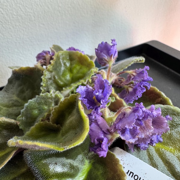 Hunter's Venom African Violet Live Plant, Young Starter in a 4" Pot ...