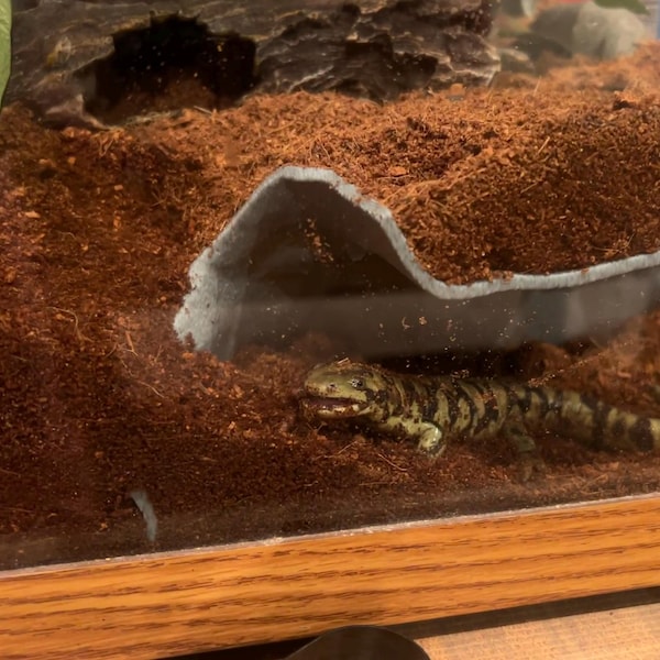 Spacious Corner Aquarium Terrarium Cave – Elevated Hideout for Fish ...