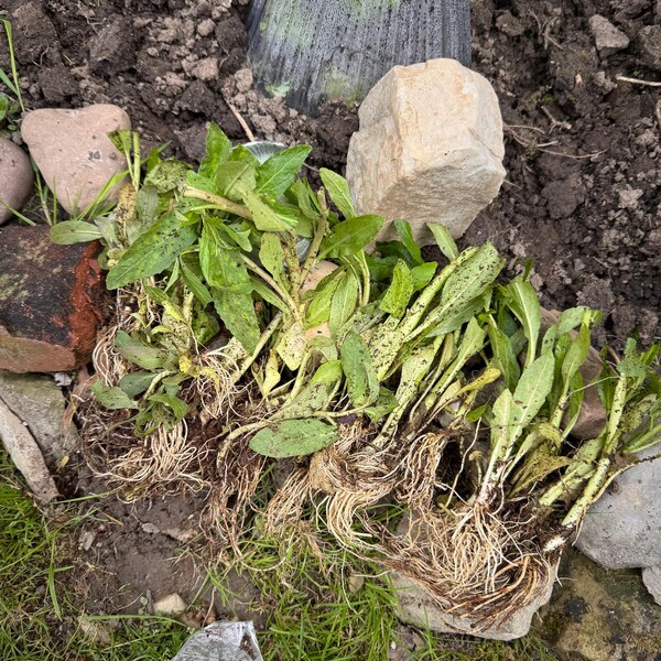 Red Cardinal Flower 5 Roots, Lobelia Cardinalis - Etsy