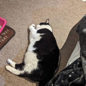 Magical Purple Moon Cat Toy With White Embroidered Stars, Witch Catnip ...