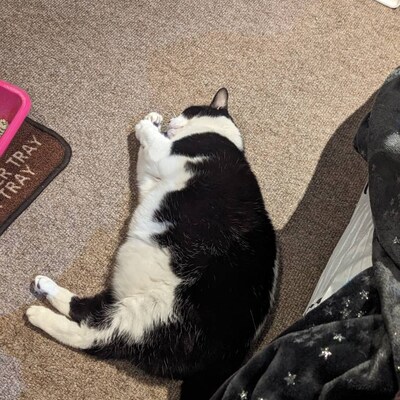 Magical Purple Moon Cat Toy With White Embroidered Stars, Witch Catnip ...