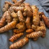 Fresh Wild Turmeric From Fiji 1/2 LB - Etsy
