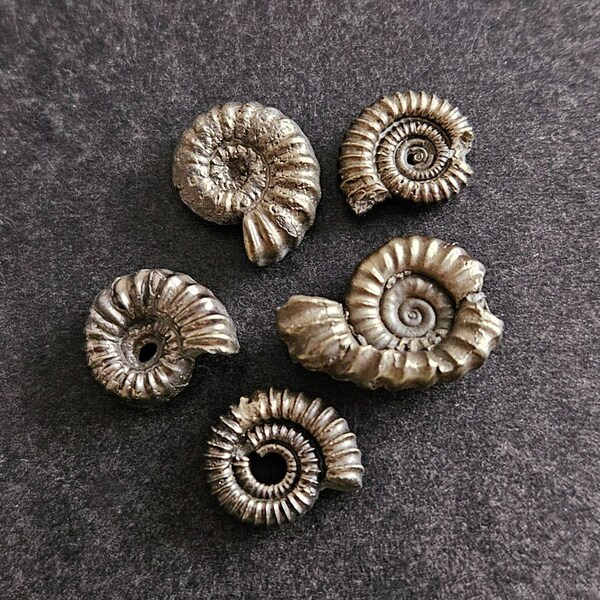 7.5 Cm Ammonite Bed Section Found on the Jurassic Coast, Charmouth ...