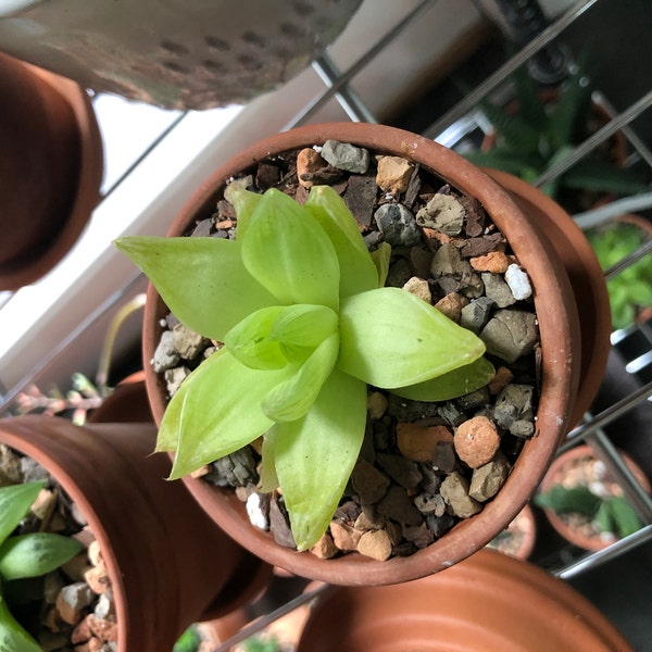 Rare Succulents - Haworthia Golden Obtusa Mini, Live Plant - Etsy