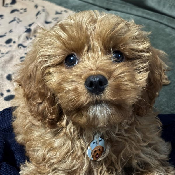 Cavapoo Cute Dog ID Tag for Cavapoos Pet Collars, Dog Tag, Dog Collar Tag, Custom Dog Tag ...