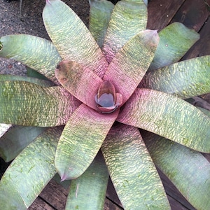 Bromeliad Neoregelia 'magali' - Etsy