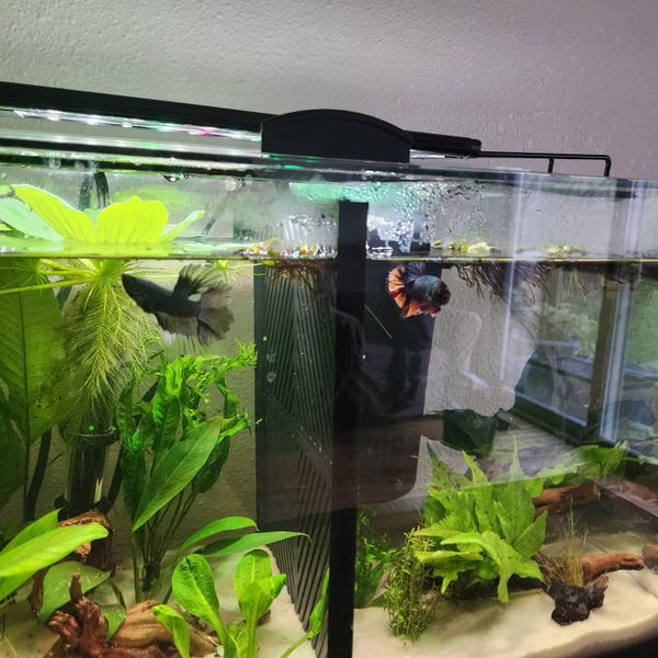 20 Gallon Tall 3D Printed Aquarium Divider - Betta Tank Divider (NO ...