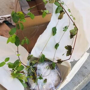 Hand Picked Nature Wild Native Sage Bundle - Etsy