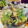 Plant Terrarium Kit Palm 3 Terrarium Plants Closed Terrarium Plants Do ...