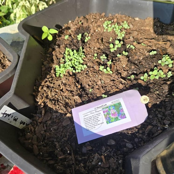 Blue Cupid's Dart Love Potion Plant Seeds, Catananche Caerulea Blue ...